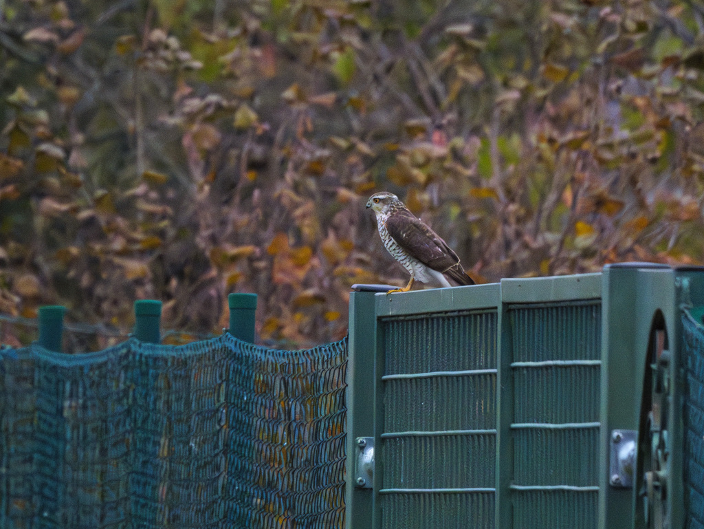 Eurasian Sparrowhawk from 900 43 Hamuliakovo, Slovakia on November 13 ...