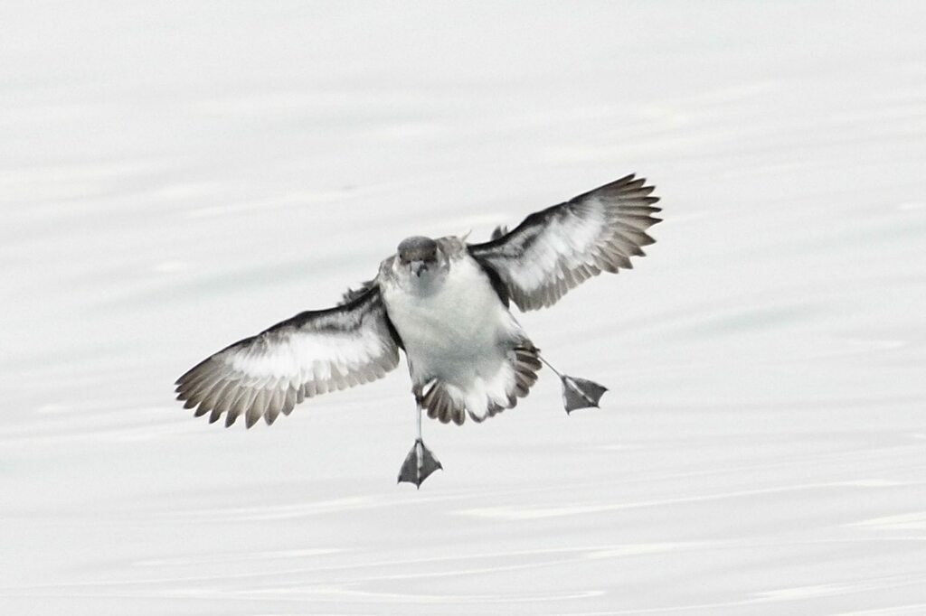 Peruvian Diving Petrel in October 2024 by Dr John A Horsfall · iNaturalist