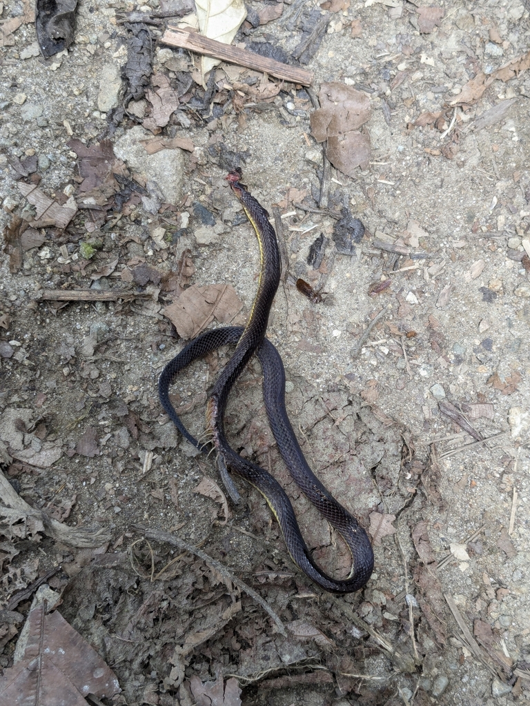 Colubrid Snakes from Mindo, Ecuador on November 13, 2024 at 10:49 AM by ...