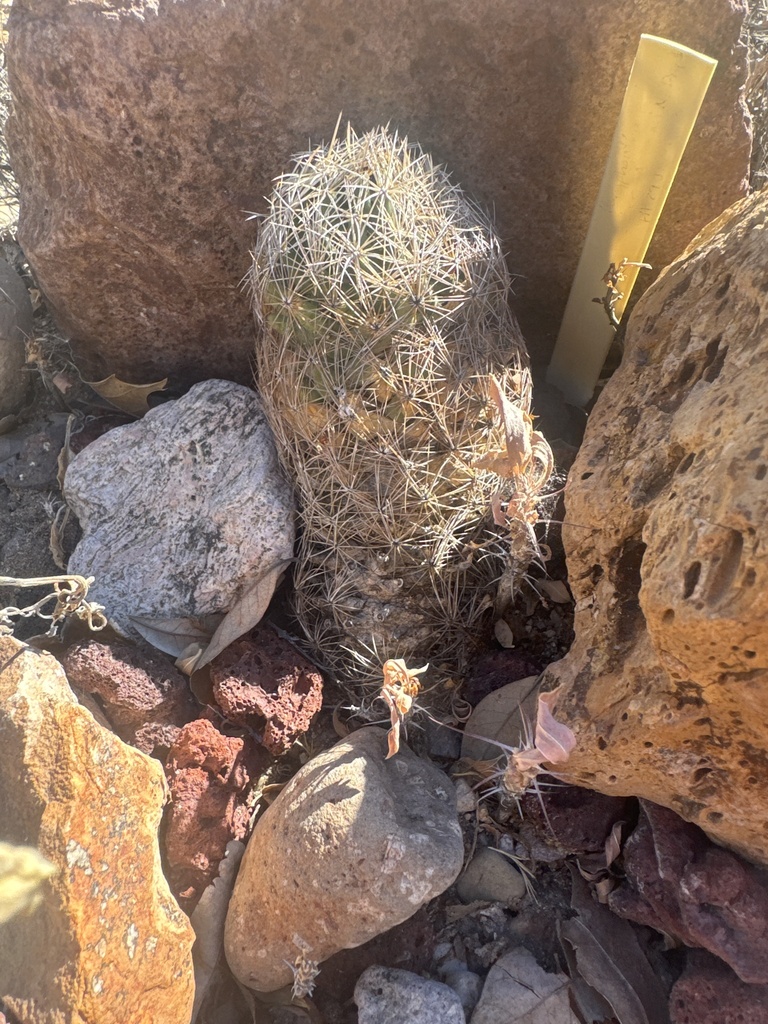 Rhinoceros Cactus from Sul Ross State University, Alpine, TX, US on ...