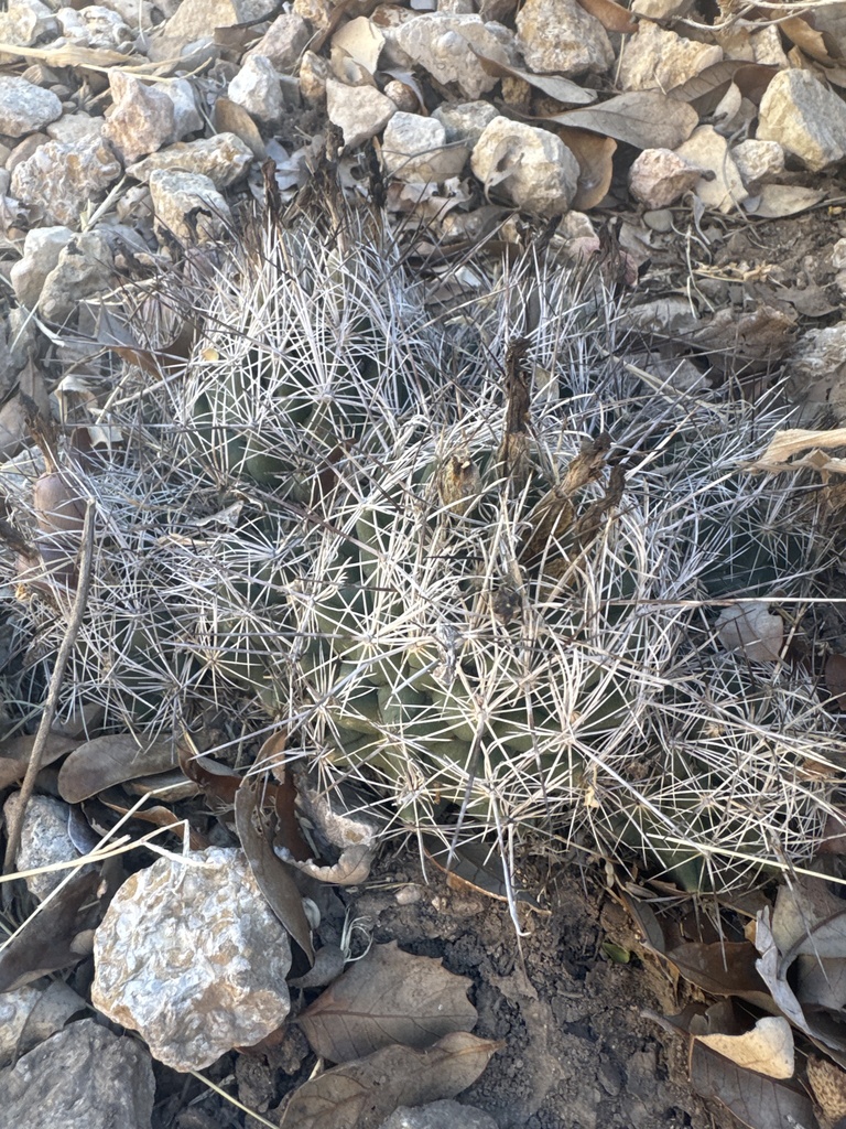 Bunched Cory Cactus in November 2024 by Sergio Prieto · iNaturalist