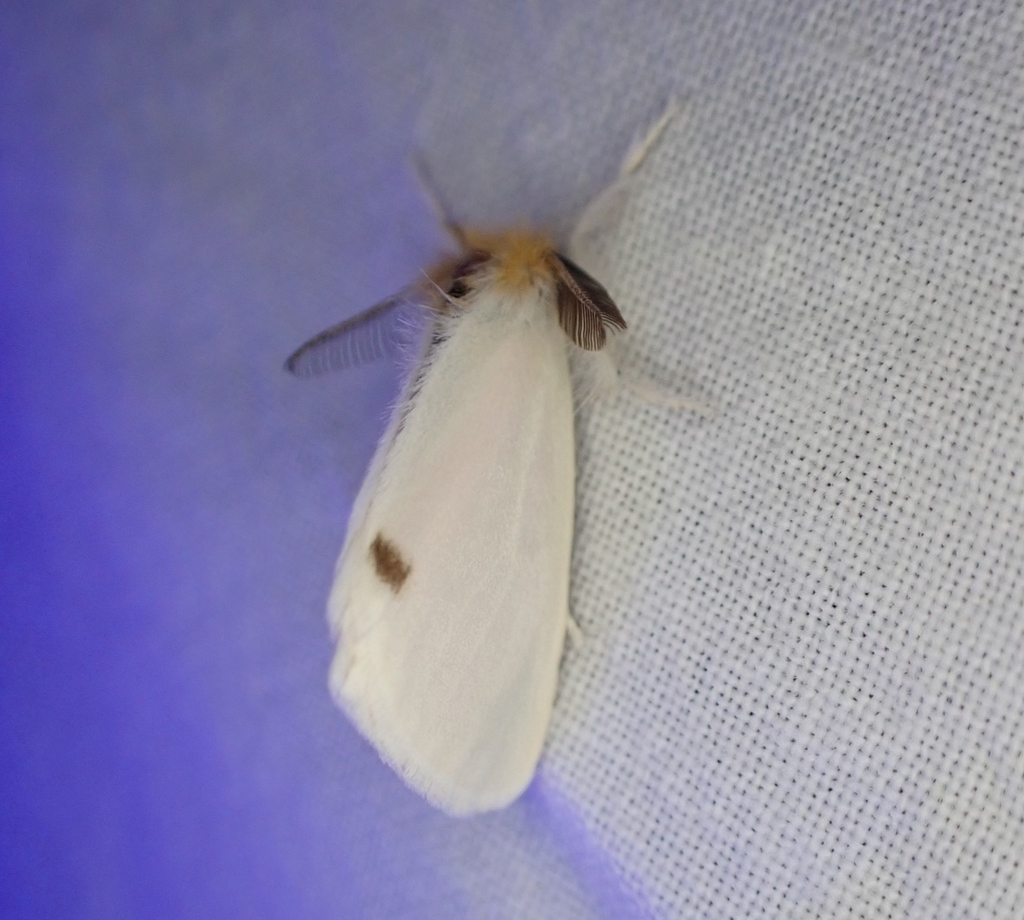 Omnivorous Tussock Moth from Yannakie Airport (Wilsons Promontory ...