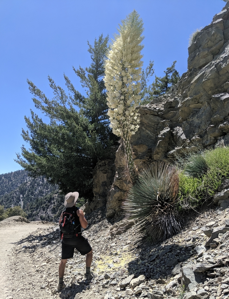 chaparral yucca from Mt Baldy, CA 91759, USA on July 13, 2019 at 02:14 ...