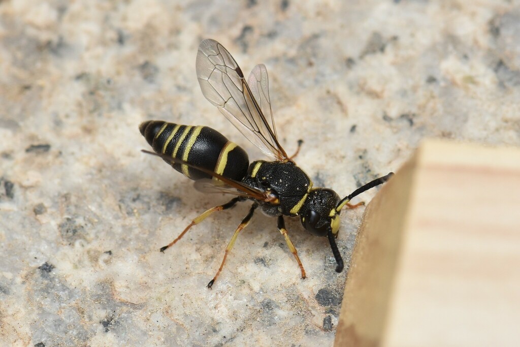 Euodynerus nipanicus from Anheung-myeon, Hoengseong-gun, Gangwon-do, South Korea on June 19 ...