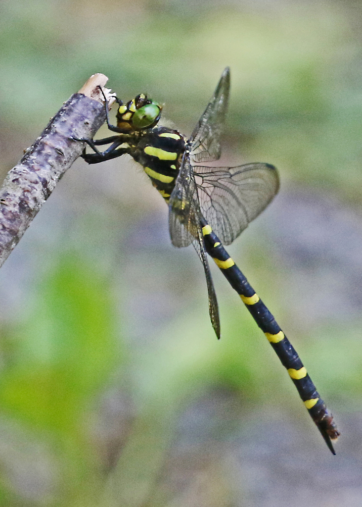 Tiger Spiketail in July 2016 by Larry R Lynch · iNaturalist