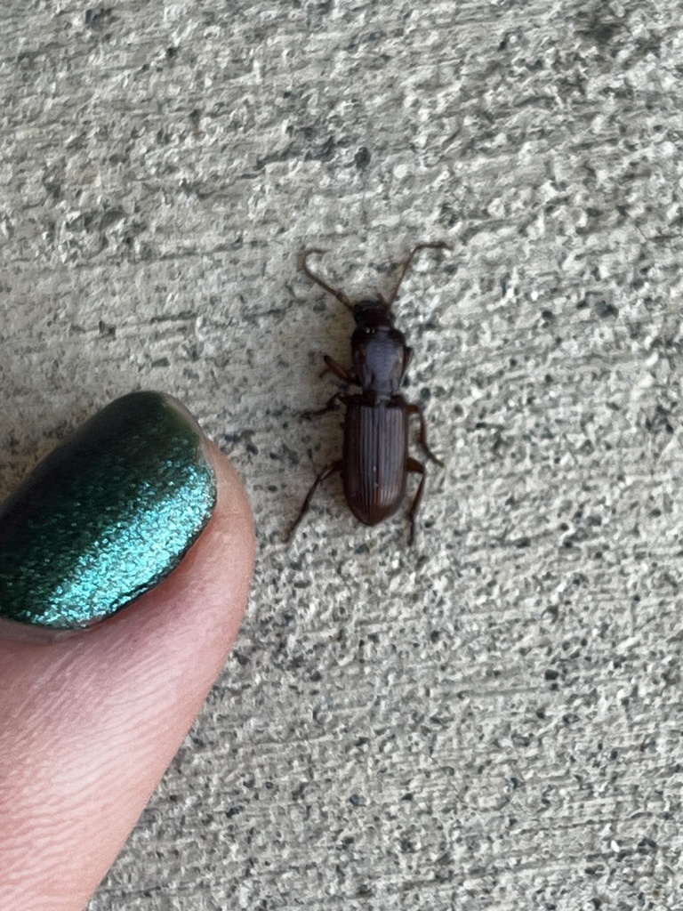 Stenomorphus californicus from Texas A&M University-Corpus Christi ...