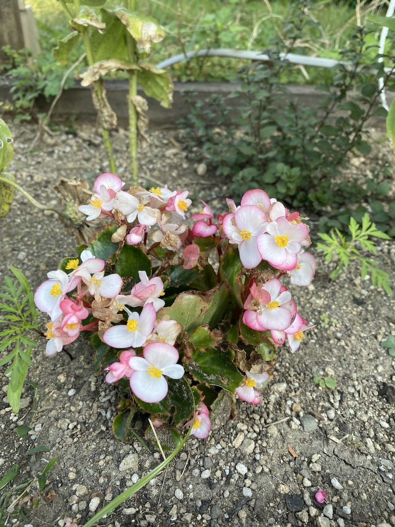 flowering plants from Osaka Castle Park, Osaka, Osaka, JP on November ...