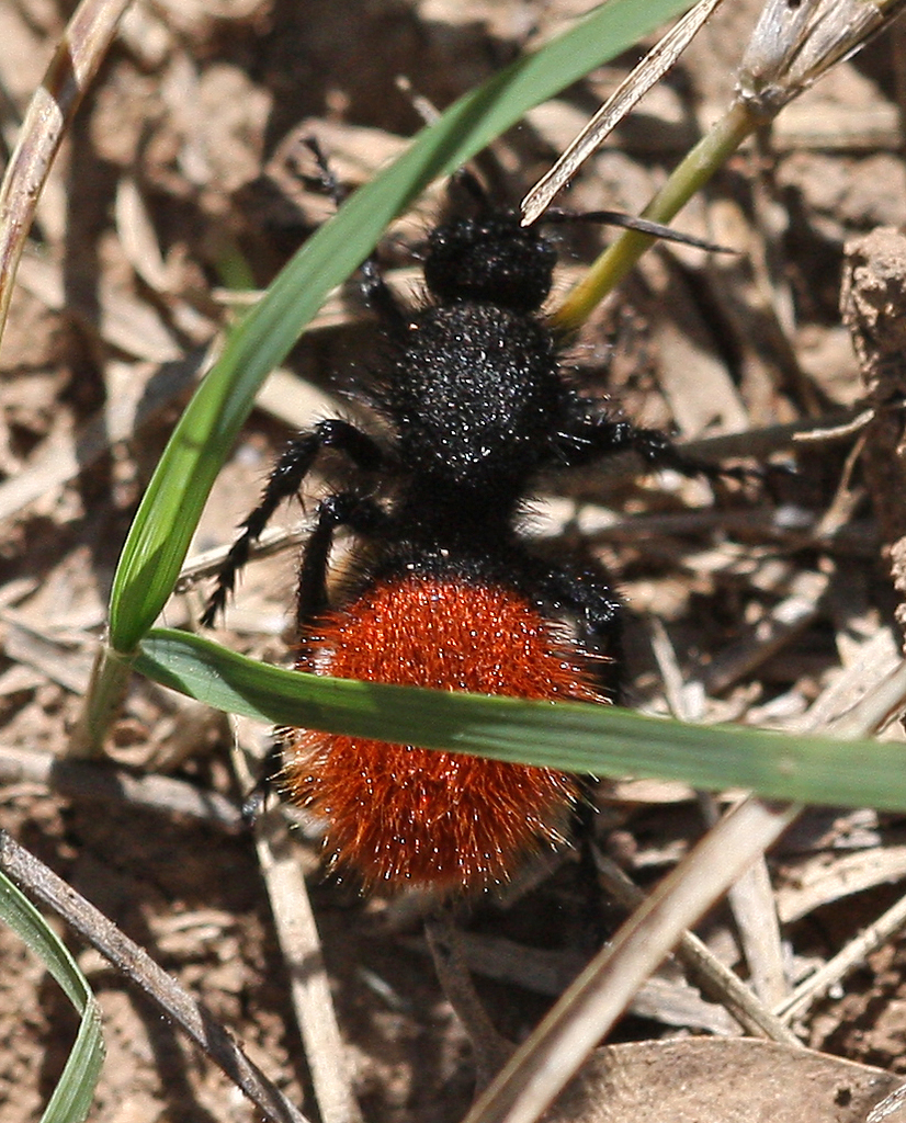 Klug's Velvet Ant from F689+67 Junction, TX, USA on September 26, 2009 ...