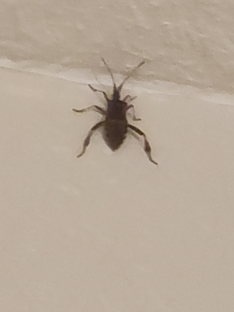 Western Conifer Seed Bug from Camas, WA 98607, USA on November 8, 2024 ...