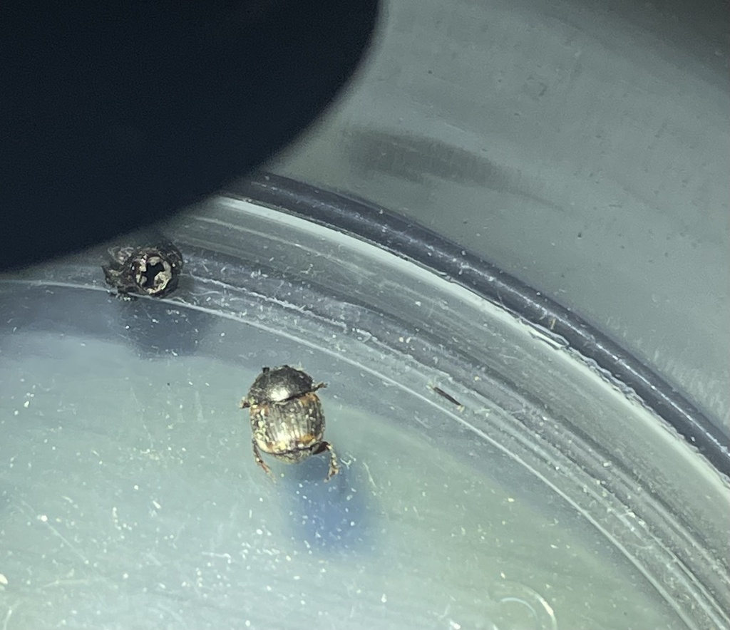 Onthophagus proletarius from 大嶼山, 大嶼山, 新界, HK on November 14, 2024 at ...