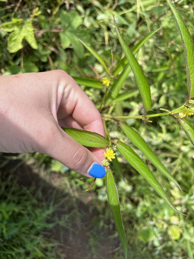 Wild Jute from Saraya, Senegal on September 13, 2024 at 09:51 AM by ...