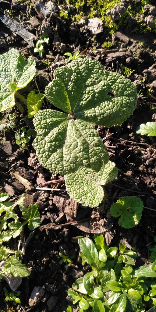 Hollyhock from Bristol BS16, UK on November 14, 2024 at 12:17 PM by ...