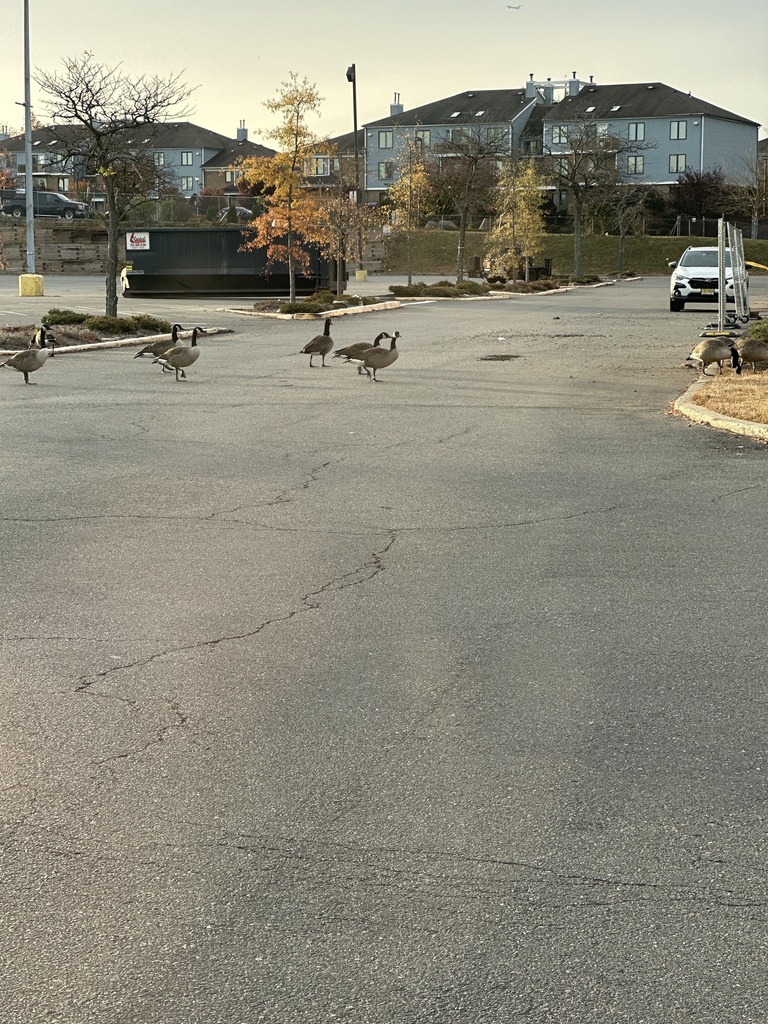 Canada Goose from St Georges Ave, Avenel, NJ, US on November 14, 2024 ...