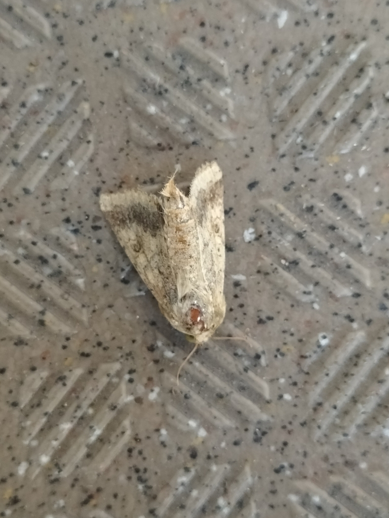 Cotton Bollworm Moth from 日本 〒601-8213 on November 14, 2024 at 08:04 AM ...