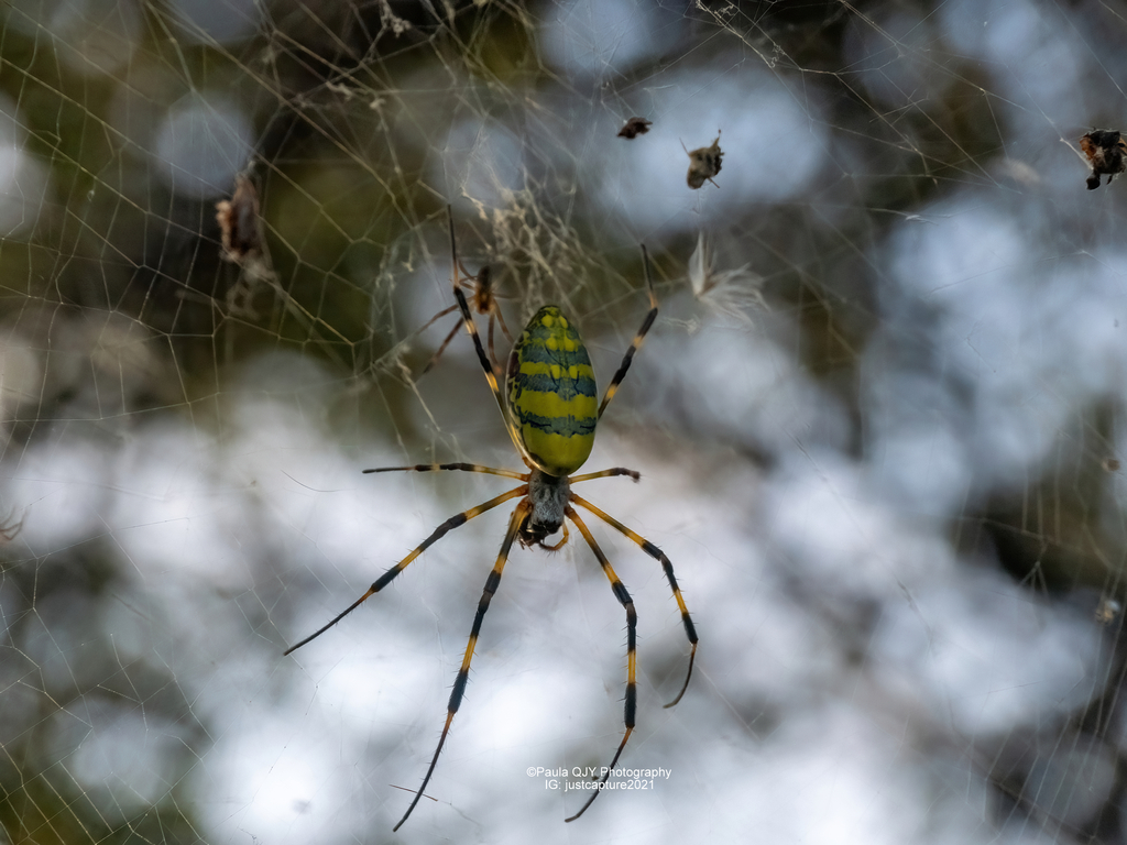 Joro Spider from Fujikawaguchiko, Minamitsuru District, Yamanashi ...