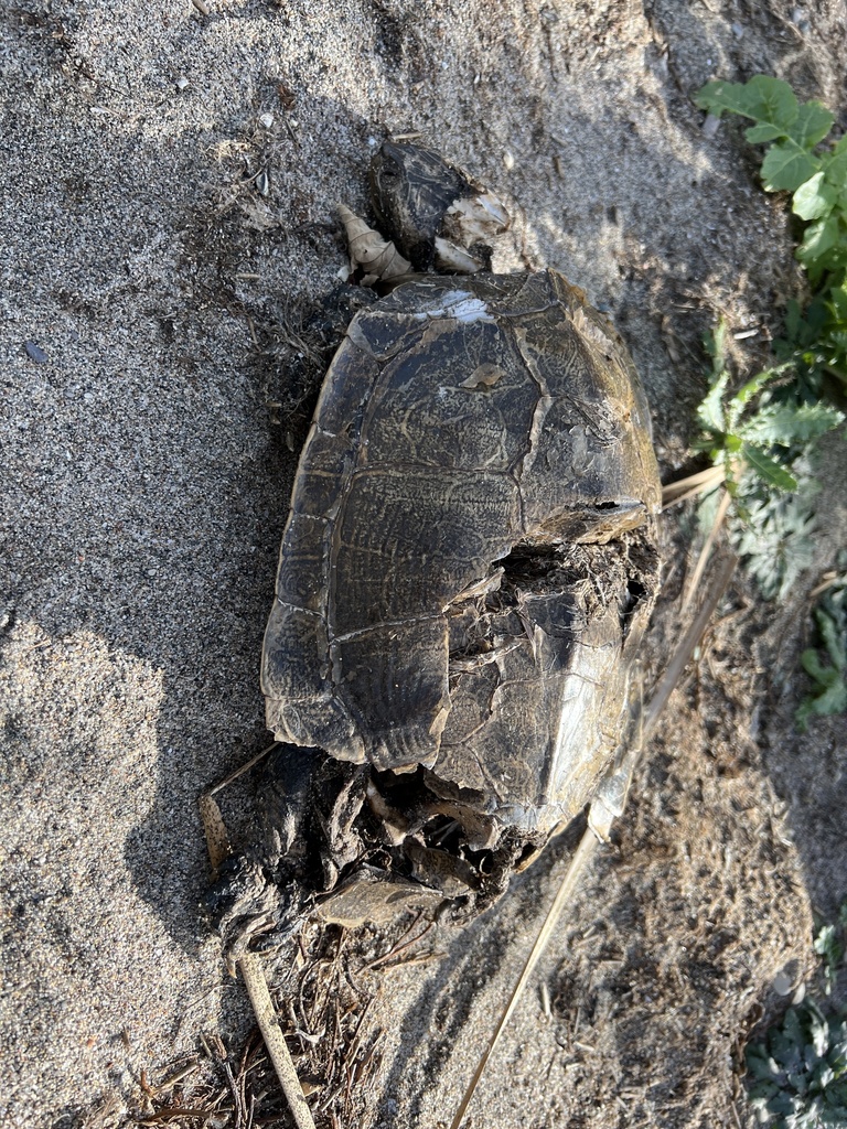 Northern Map Turtle in November 2024 by Kevin Gevaert · iNaturalist