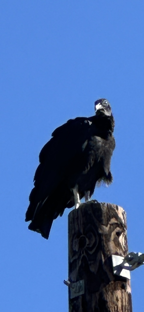 Black Vulture from Uvalde County, TX, USA on October 28, 2024 at 11:47 ...
