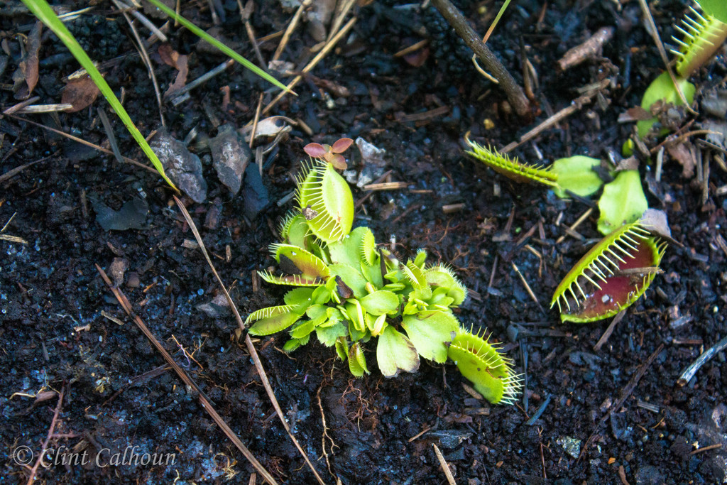 Venus flytrap in October 2015 by clintcalhoun · iNaturalist