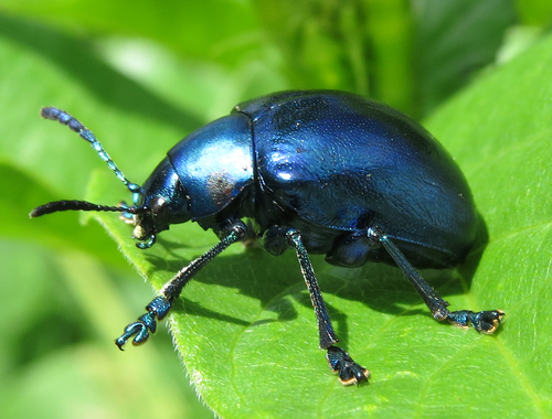 (Eumolpus)