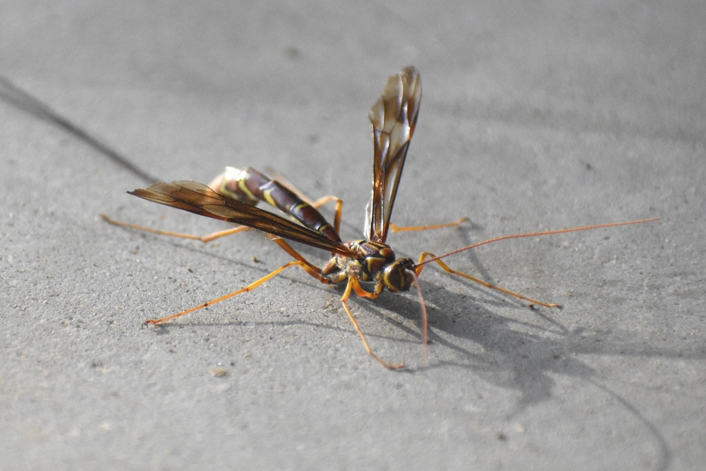 Long-tailed Giant Ichneumonid Wasp from Joshua, TX 76058, USA on April ...