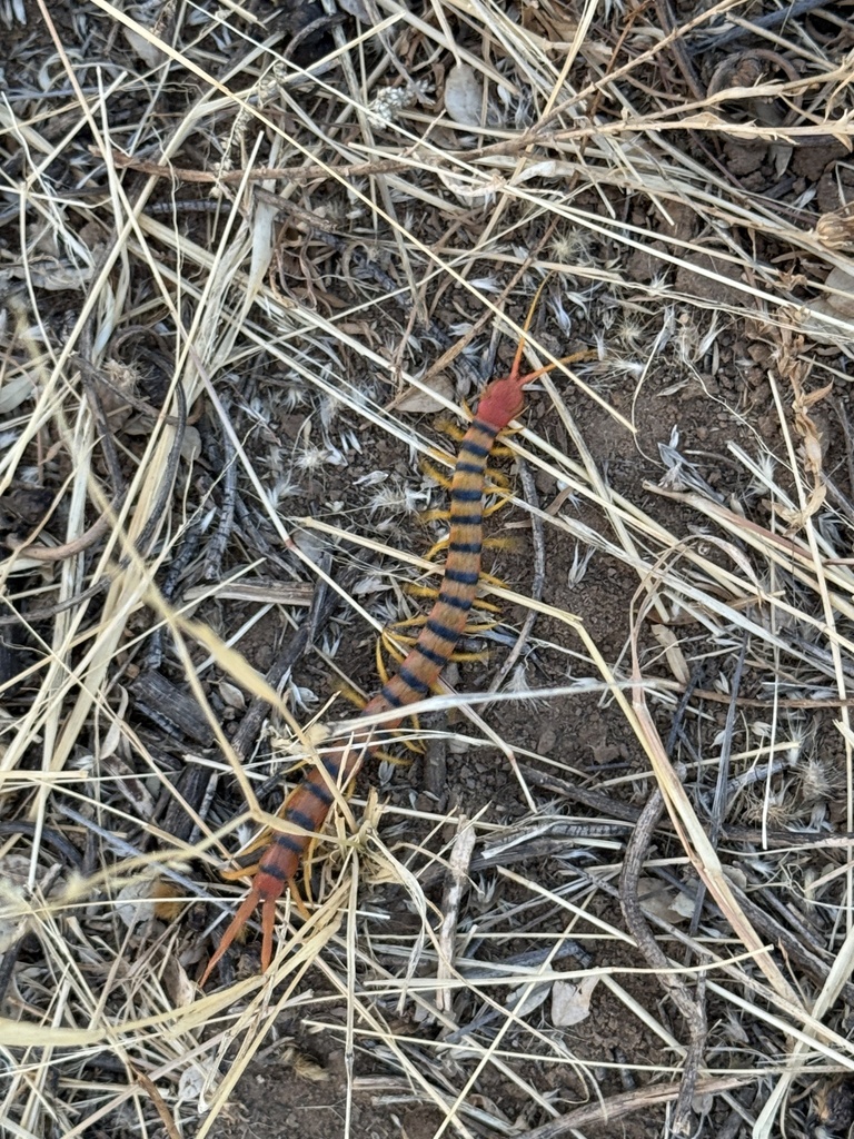 Red-headed Centipede from Khomas, NA on October 11, 2024 at 06:49 PM by ...
