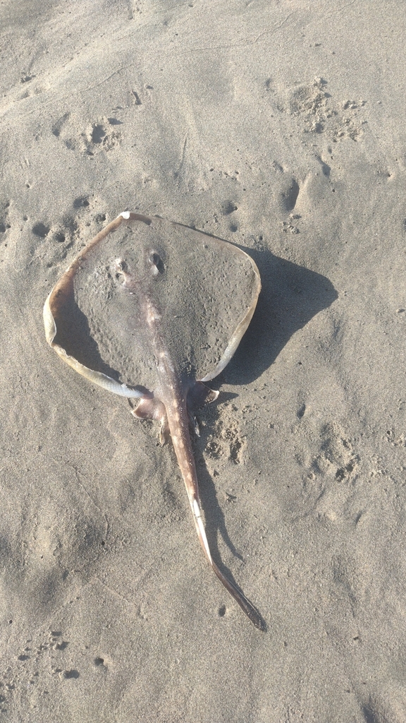 American Round Rays from Mexico on November 11, 2024 at 08:19 AM by ...