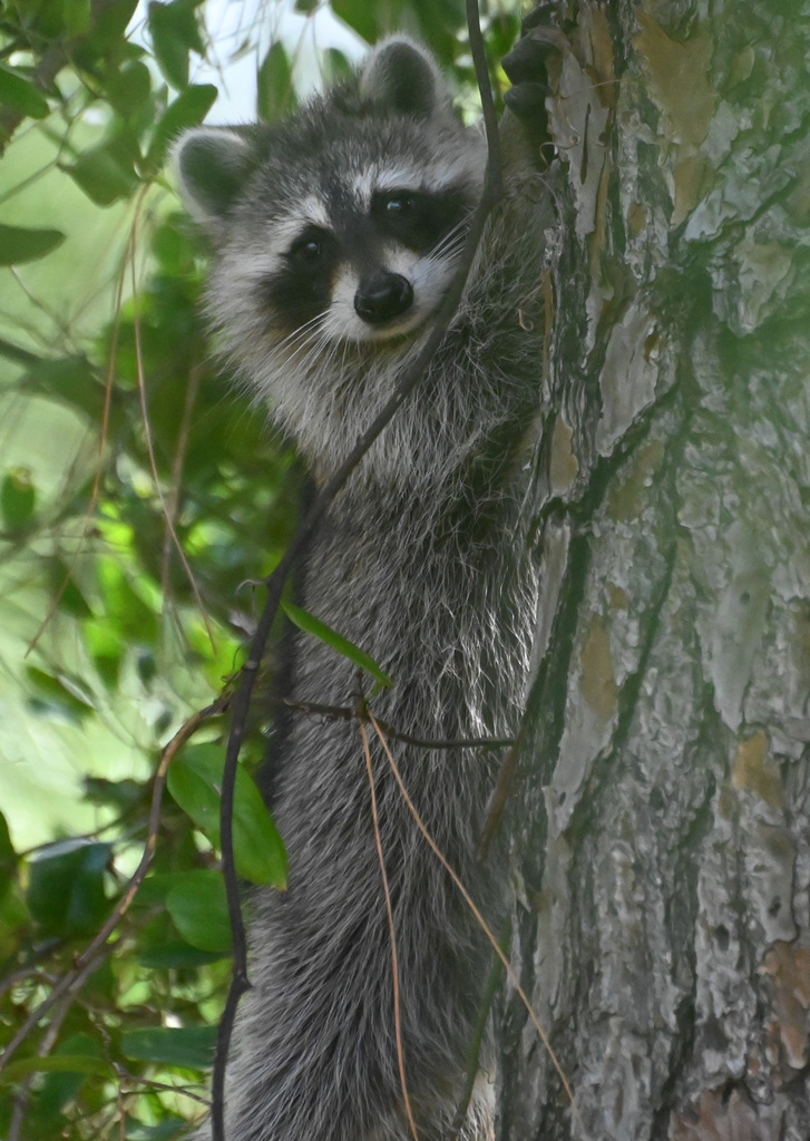 Common Raccoon from Miramar, FL, USA on November 14, 2024 at 09:24 AM ...