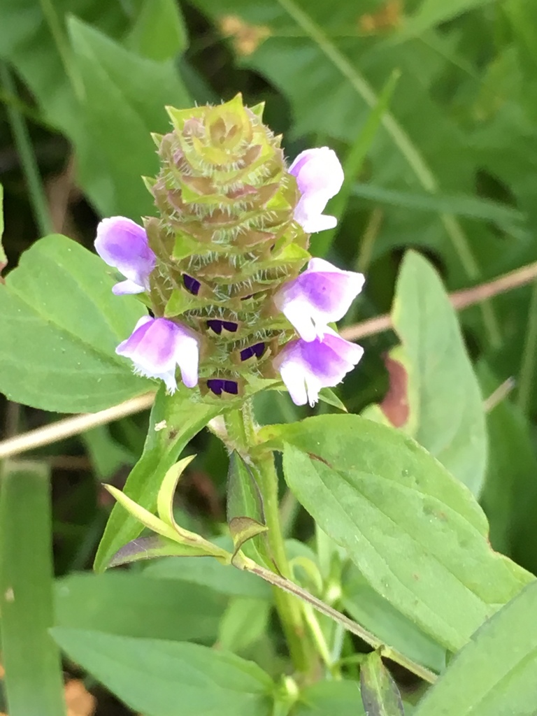 common selfheal from Thaddeus S. “Ted” Lechowicz Woods, Chicago, IL, US ...