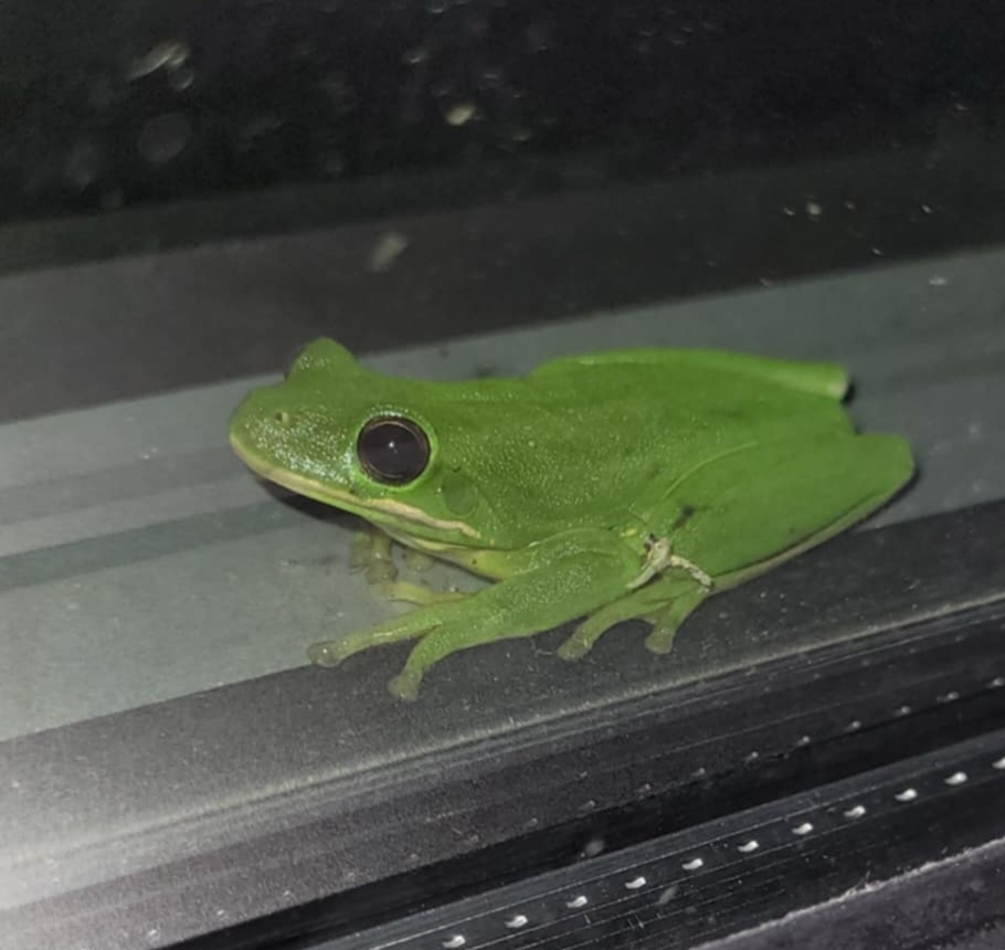 Green Treefrog from Albertson, NC 28508, USA by Cindi Harper · iNaturalist