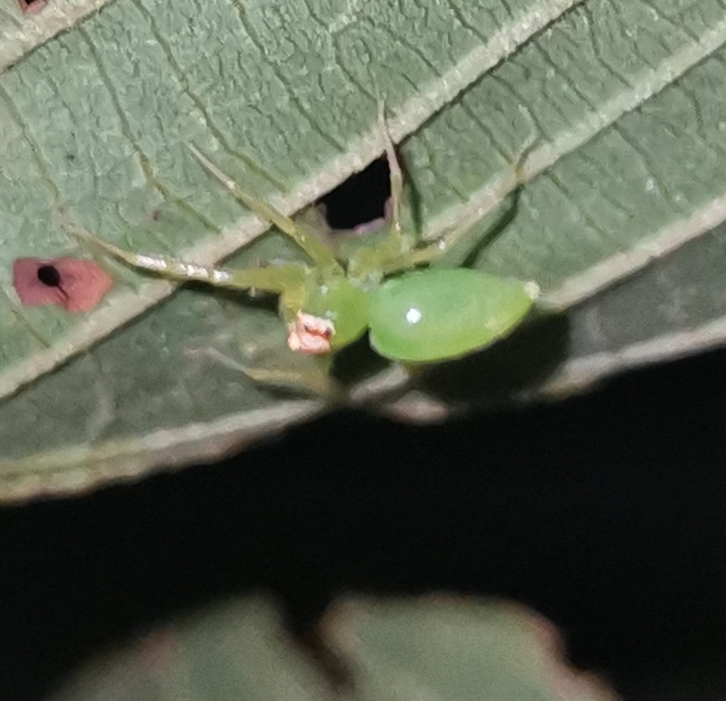 Translucent Green Jumping Spiders from Rancho Grande, NI-MT, NI on ...