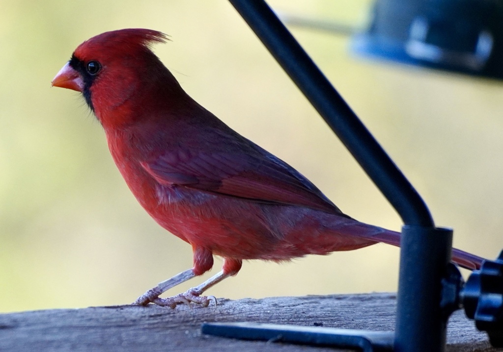 Northern Cardinal from Cochise Rd, Cherokee Village, AR, US on November ...