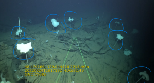 Caulophacus sp. (PH18) (NorthEast Pacific Deep Exploration Project (a ...