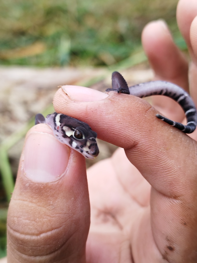 Central American Banded Gecko from R5M3+89R, Catacamas, Honduras on ...