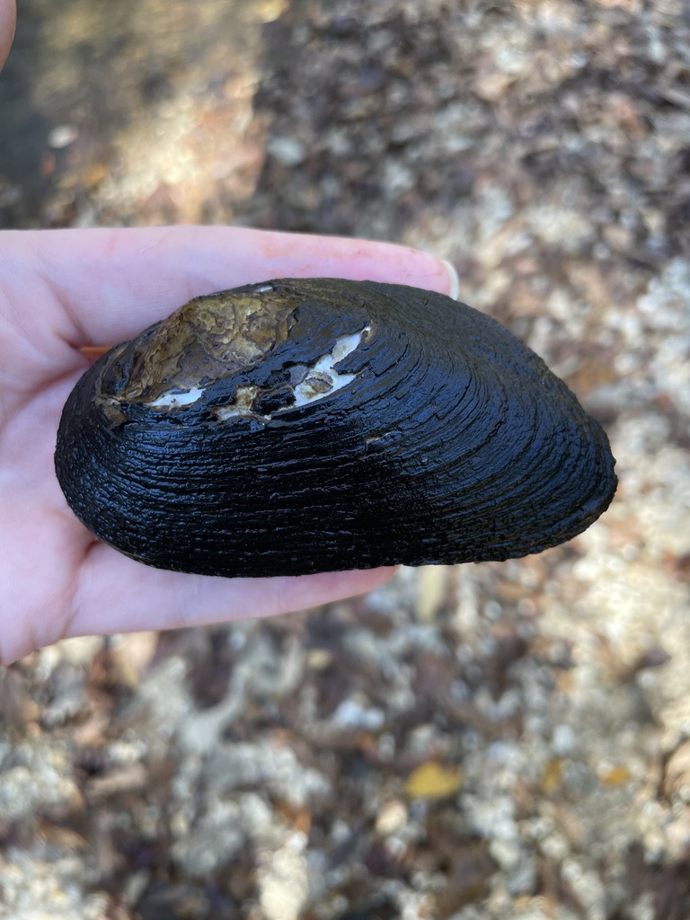 Pondhorn from Slosheye Rd, Hatchechubbee, AL, US on November 15, 2024 ...