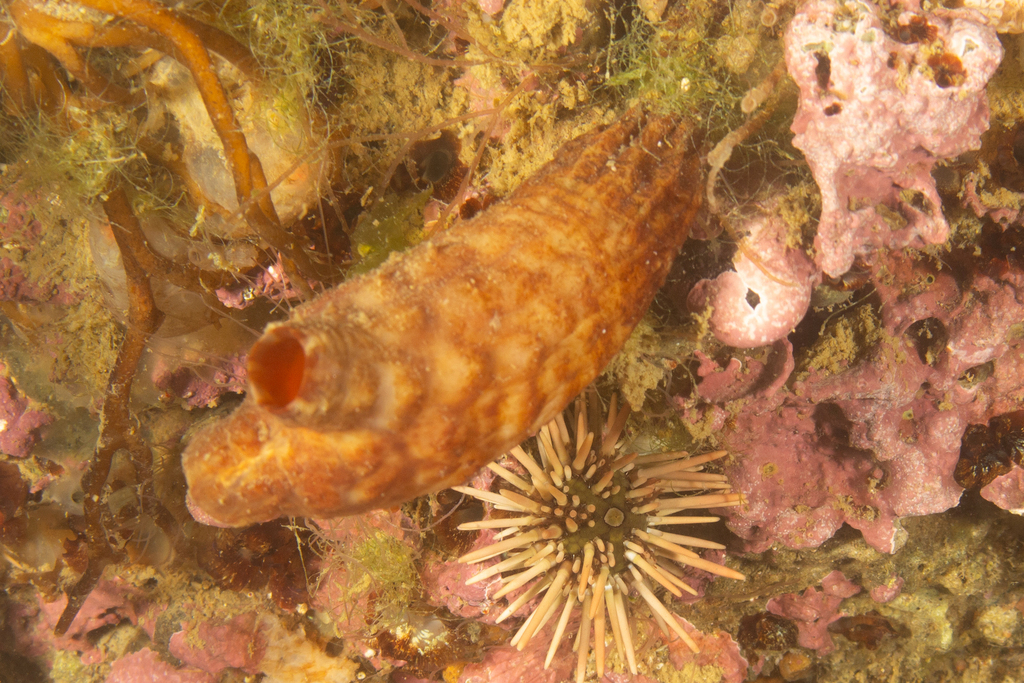 Styela clava (Guía de especies submarinas de Argentina) · BioDiversity4All
