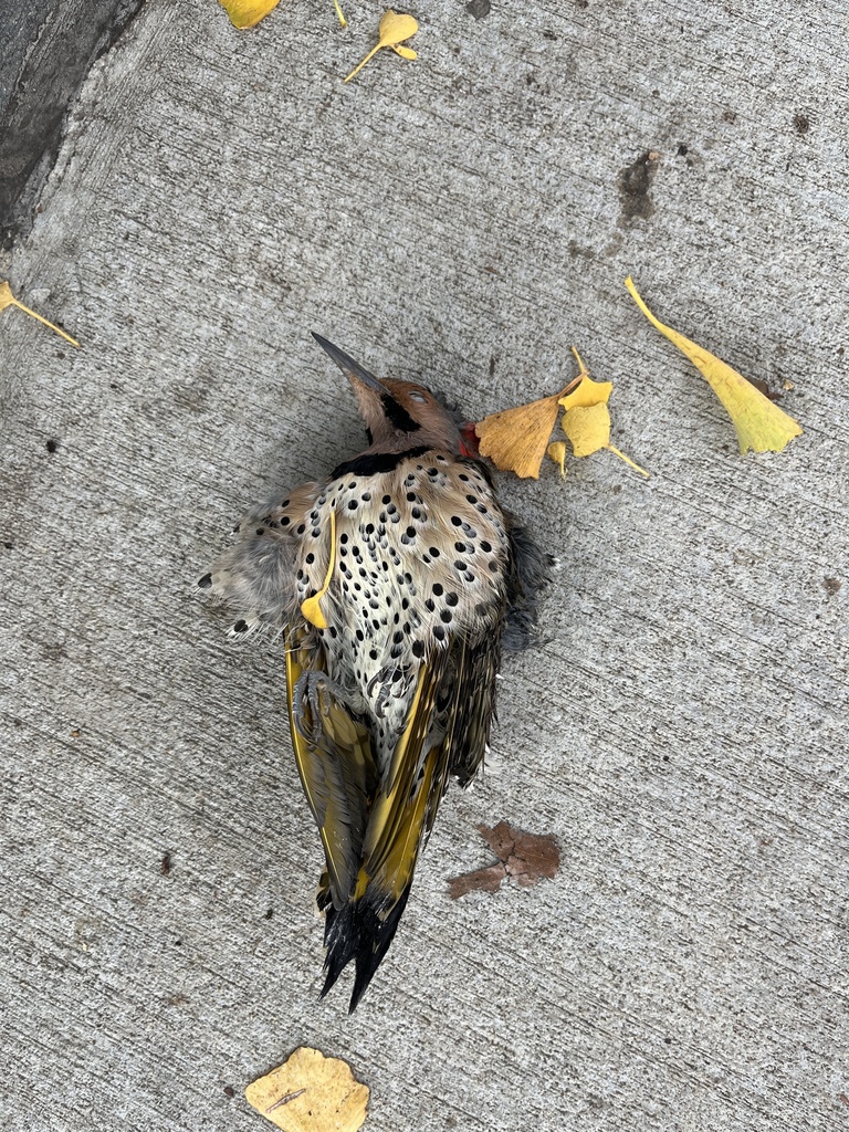 Northern Yellow-shafted Flicker from United States Capitol, Washington ...