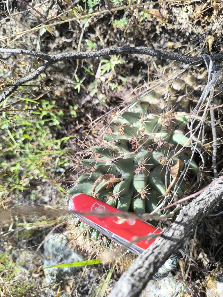 Coryphantha octacantha from 42411 Hgo., México on November 11, 2024 at ...