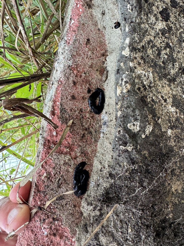 New Guinea Flatworm from S US Highway 1 N, Port Saint Lucie, FL, US on ...
