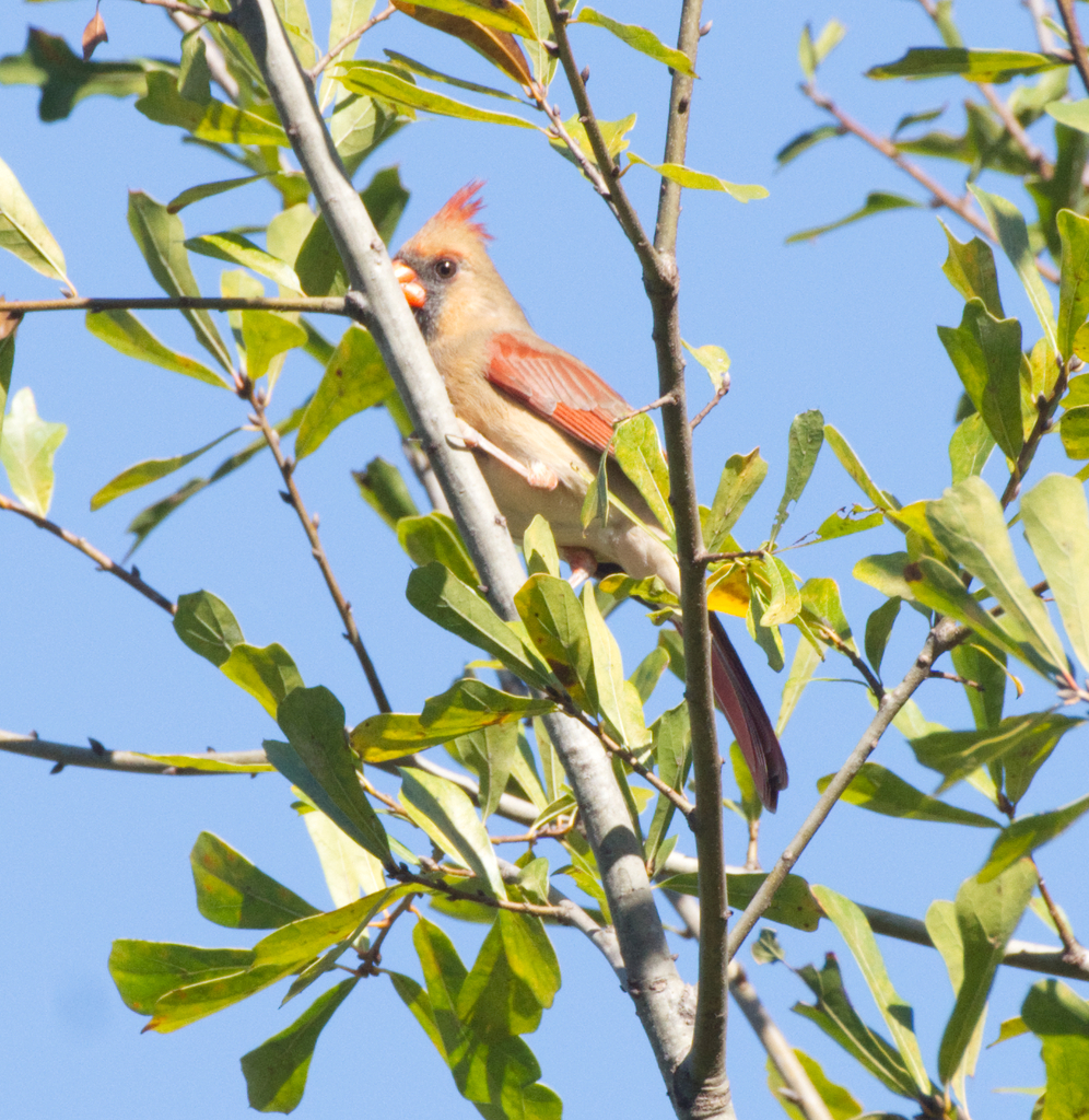 Northern Cardinal from Homewood, AL, USA on November 15, 2024 at 10:17 ...