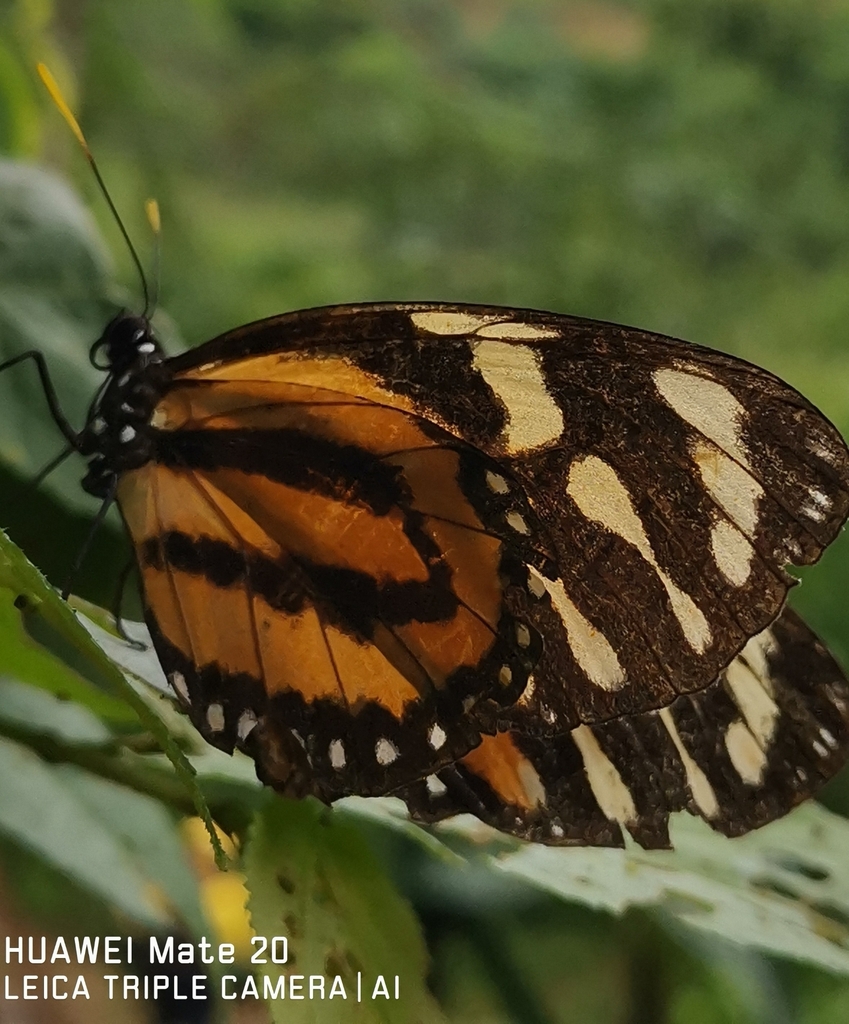 Tiger Mimic-Queen from Rancho Grande, NI-MT, NI on November 15, 2024 at ...