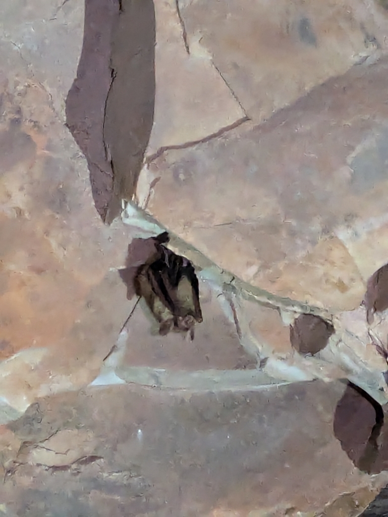 Tricolored Bat in November 2024 by Reilly SB · iNaturalist