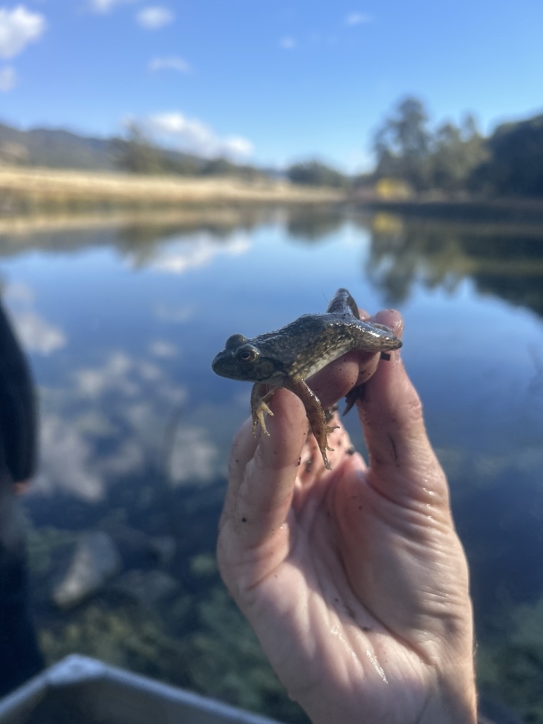 American Bullfrog from Buckman Dr, Hopland, CA, US on November 15, 2024 ...