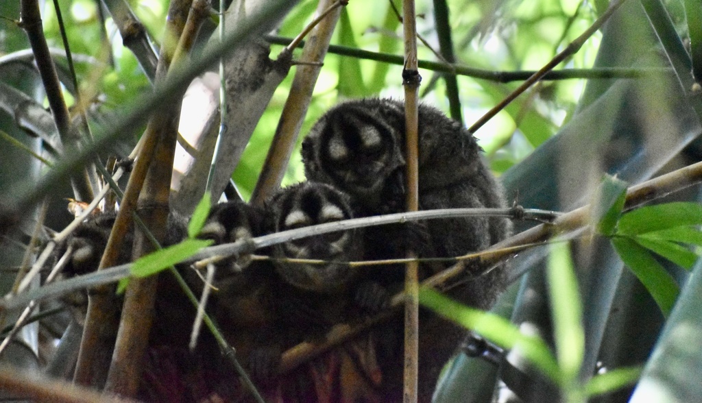Mico De Noche Llanero en noviembre de 2024 por Joseph Trezza ...