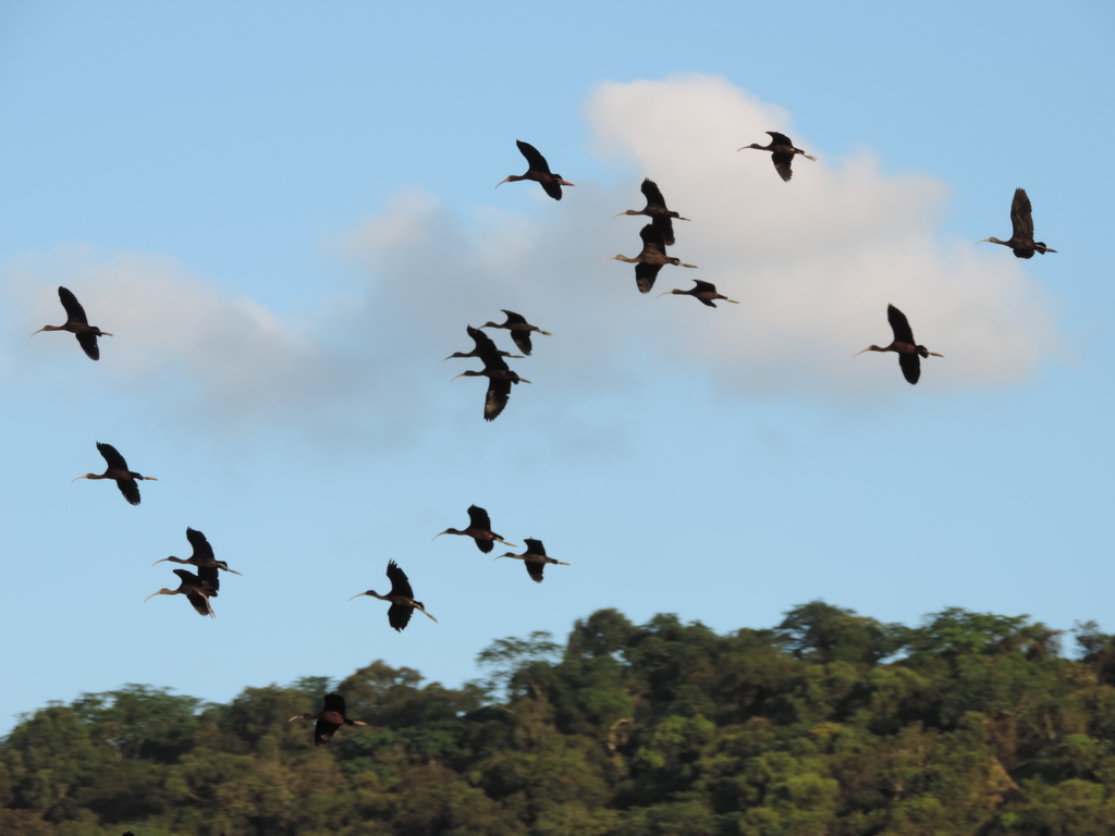 White-faced Ibis from Steffen, Brusque - SC, Brasil on November 14 ...