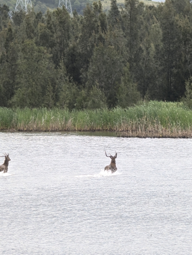 Javan Rusa from Yallah NSW 2530, Australia on November 14, 2024 at 11: ...