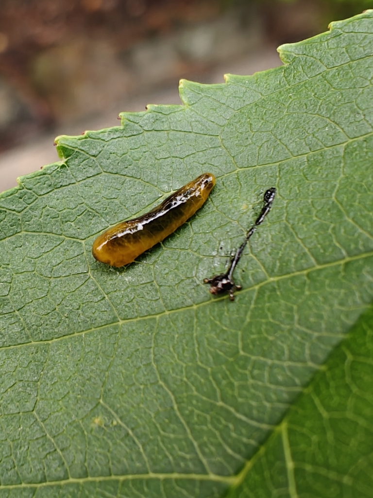 Cherry Slug Sawfly from Blackburn South VIC 3130, Australia on November ...