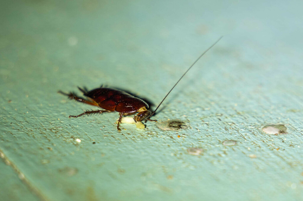 Household Cockroaches from Pahang, Malaysia on March 30, 2023 at 06:22 ...