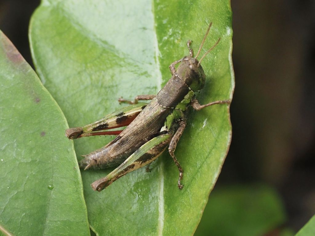 Short-winged Rice Grasshopper from 744X+XP Bunawan, Agusan del Sur, Philippines on January 27 ...