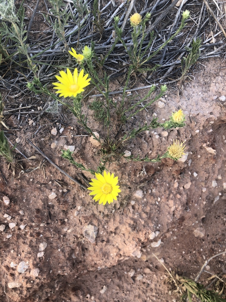 Sleepy Daisy from 1844 S Roosevelt County Road 10, Portales, NM, US on ...