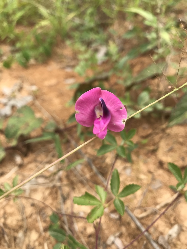 perennial wooly bean from 3484 Wax Rd, Clarkson, KY, US on July 15 ...